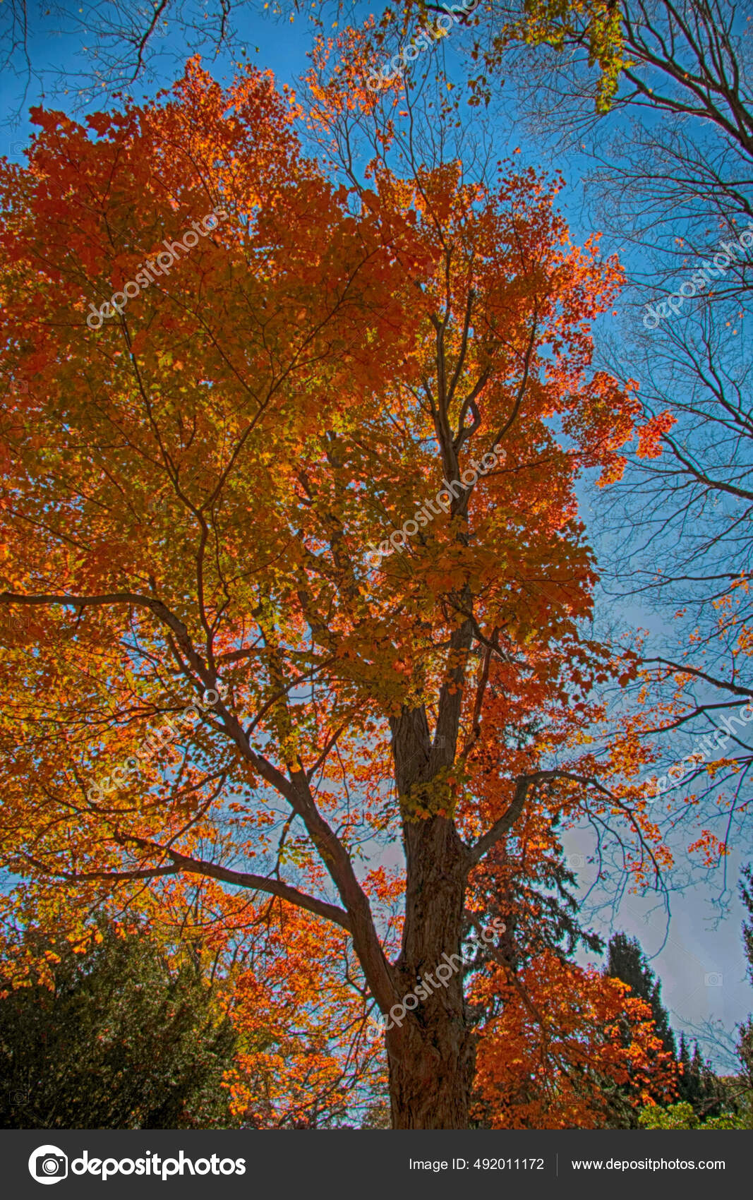 Beautiful Autumn Maple Tree — Stock Photo © rolffimages #492011172
