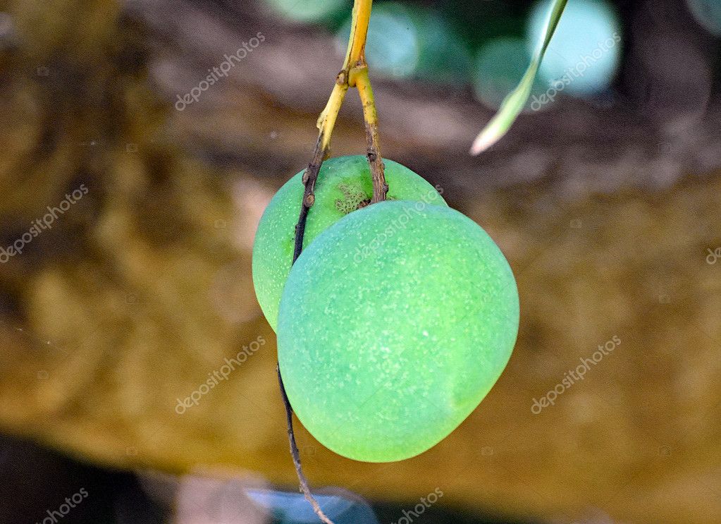 Dos mangos inmaduros colgados de un árbol de mango en una plantación 2023