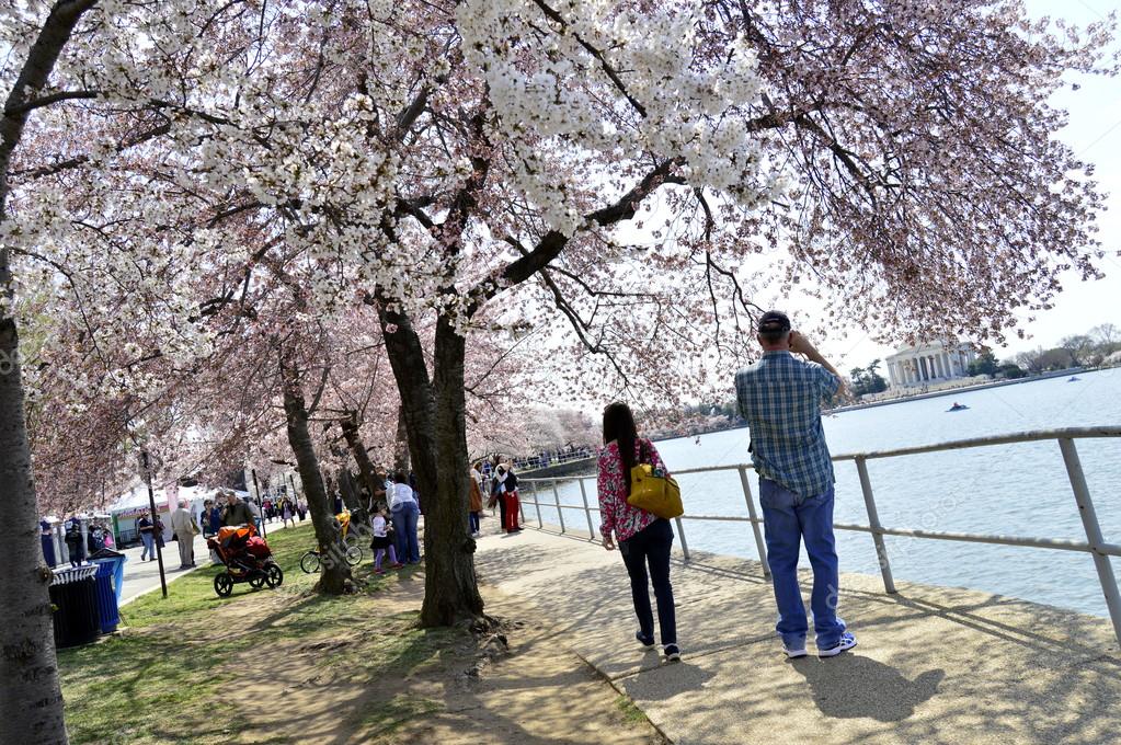 Tourists taking a walk and clicking pictures of cherry blossoms in ...