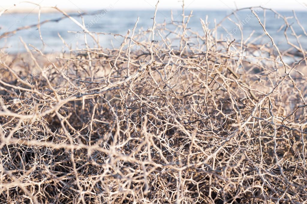Arbusto espinoso est ril sin hojas de cerca con ramas enredadas, planta seca muerta con espinas ...