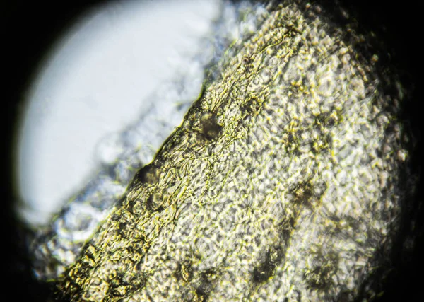 Détails du microscope fotos de stock, imágenes de Détails du microscope ...