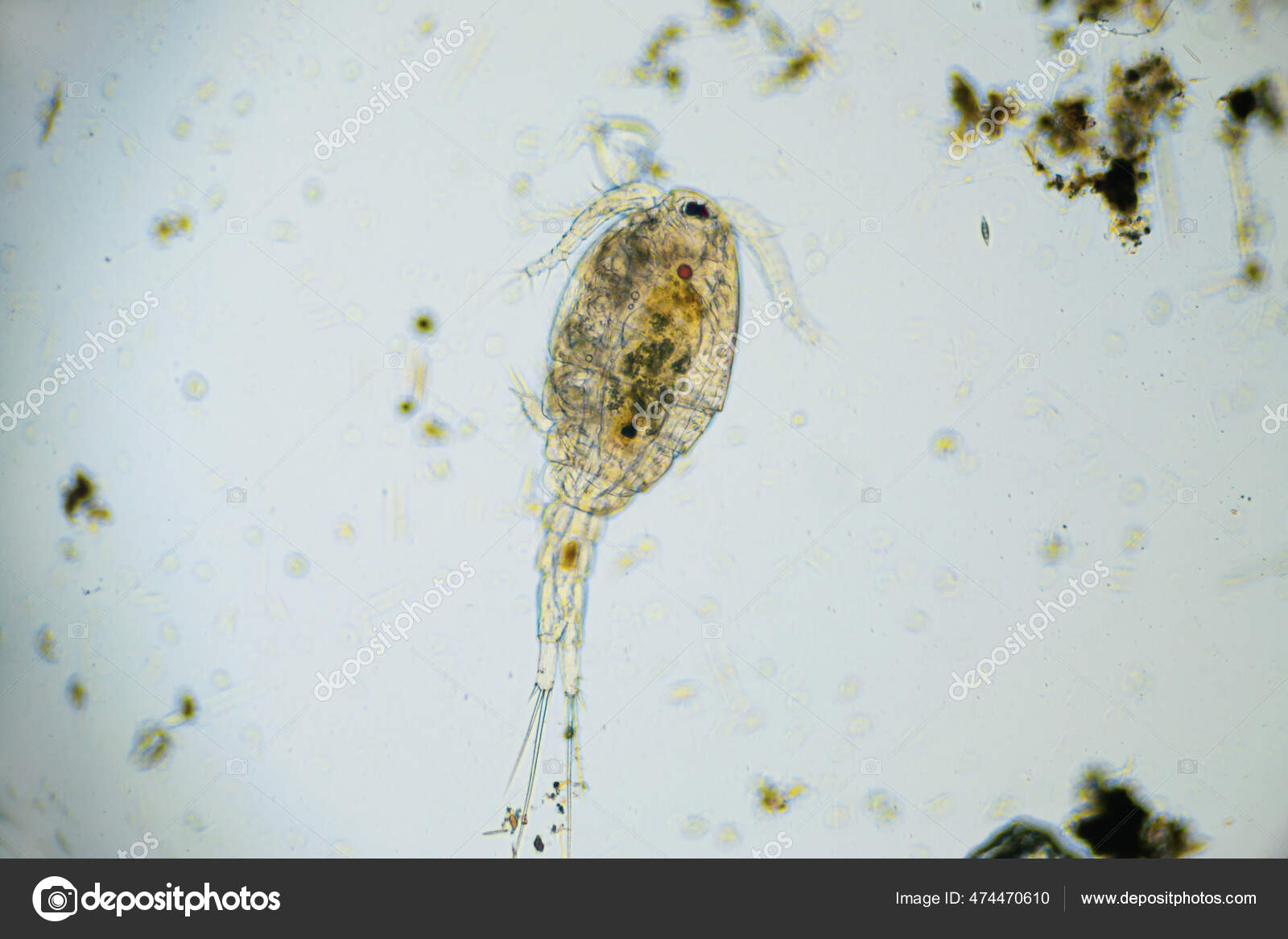 Copepod Clipart Of Flowers