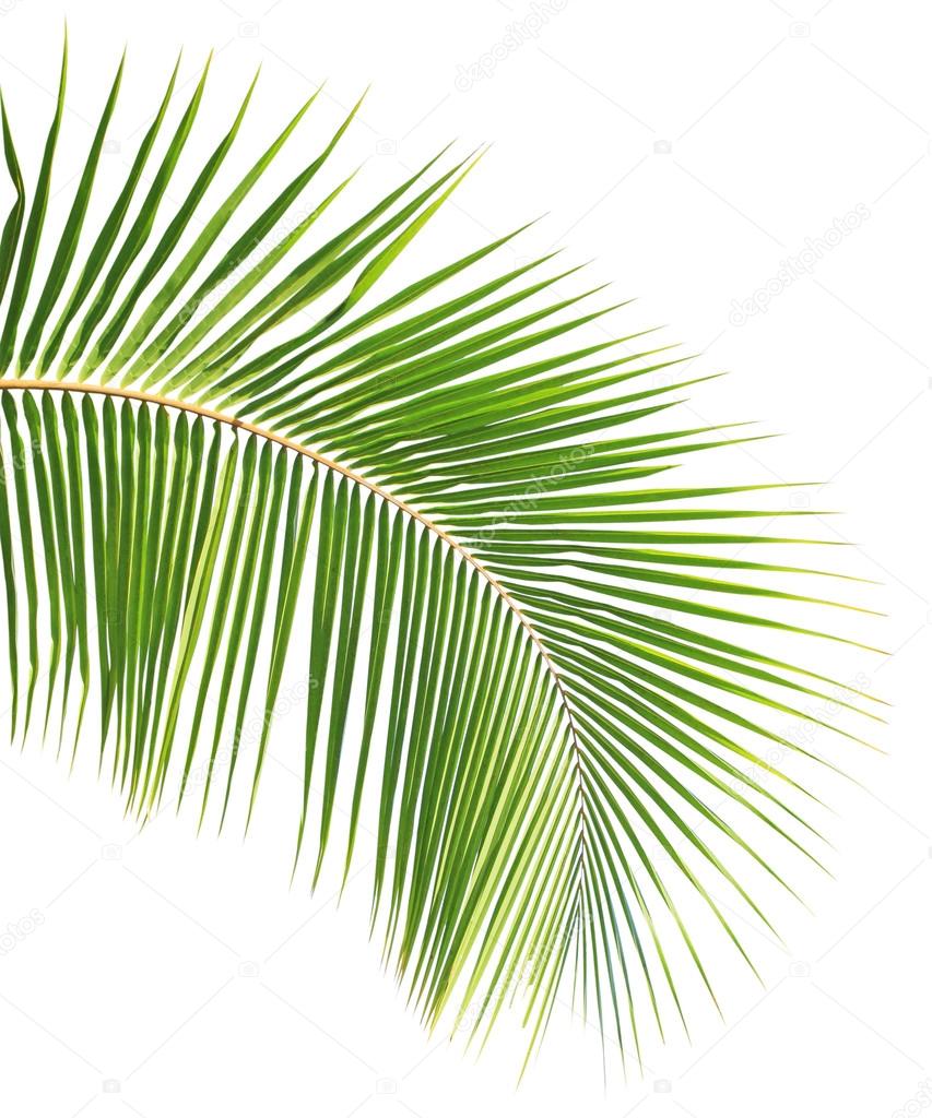 Coconut leaf isolated white background Stock Photo by ©drpnncpp 116630068
