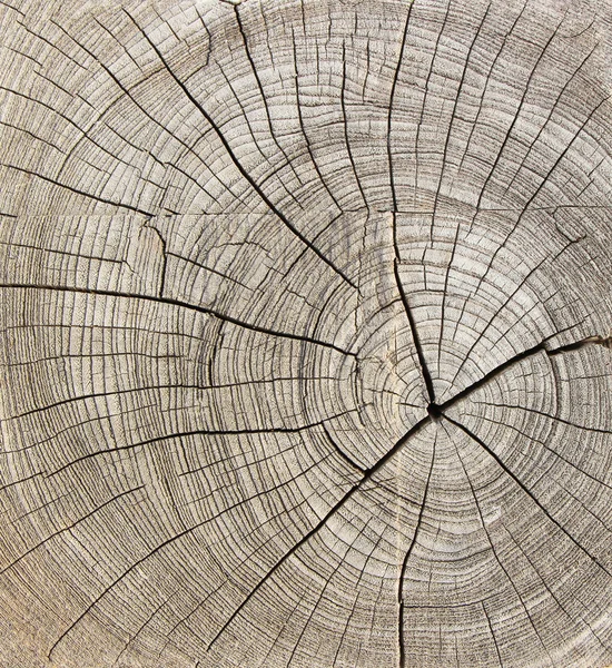 Tree cross section Stock Photos, Royalty Free Tree cross section Images ...