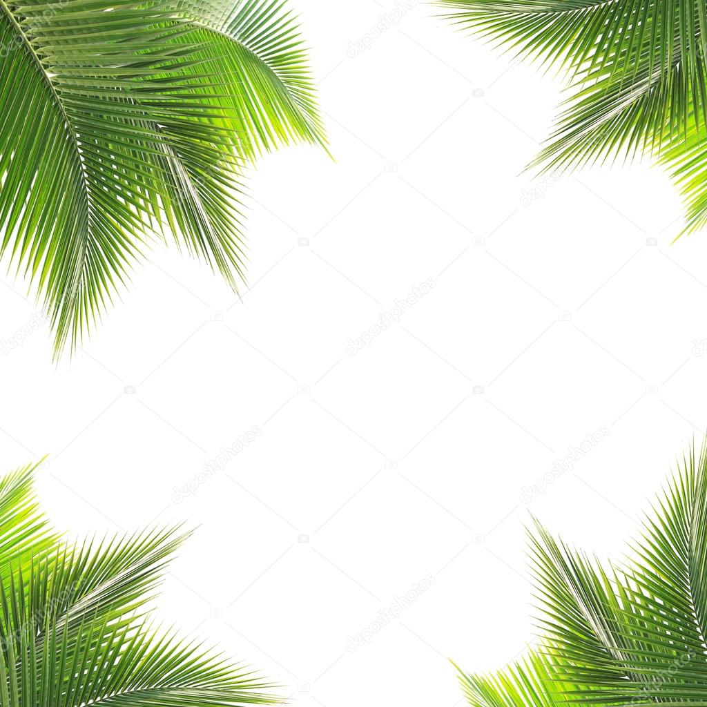 Green coconut leaves frame Stock Photo by ©drpnncpp 78885564