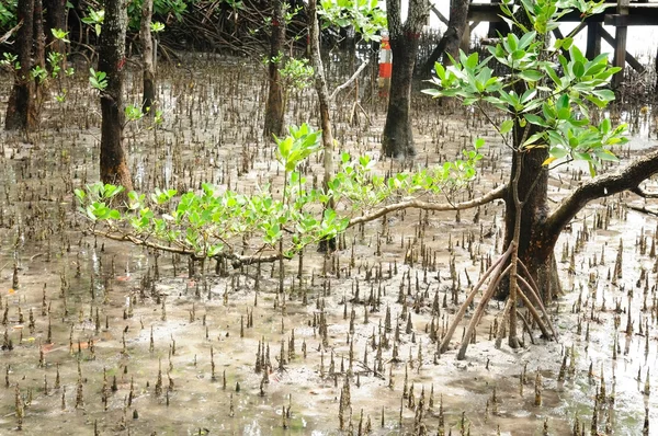 Mangrove farming Stock Photos, Royalty Free Mangrove farming Images ...