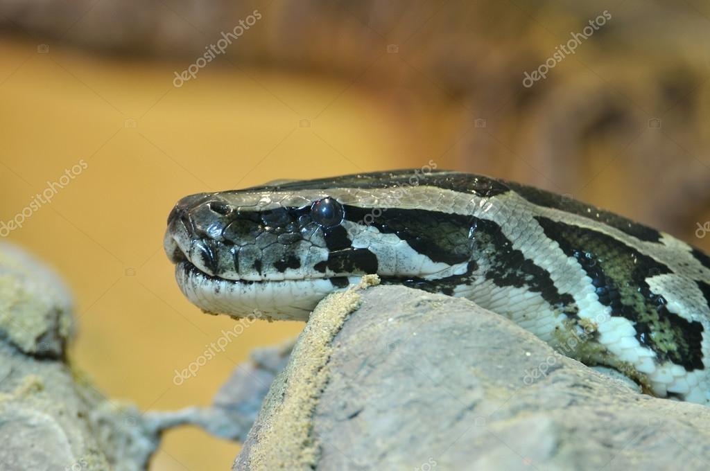 Green Burmese Python
