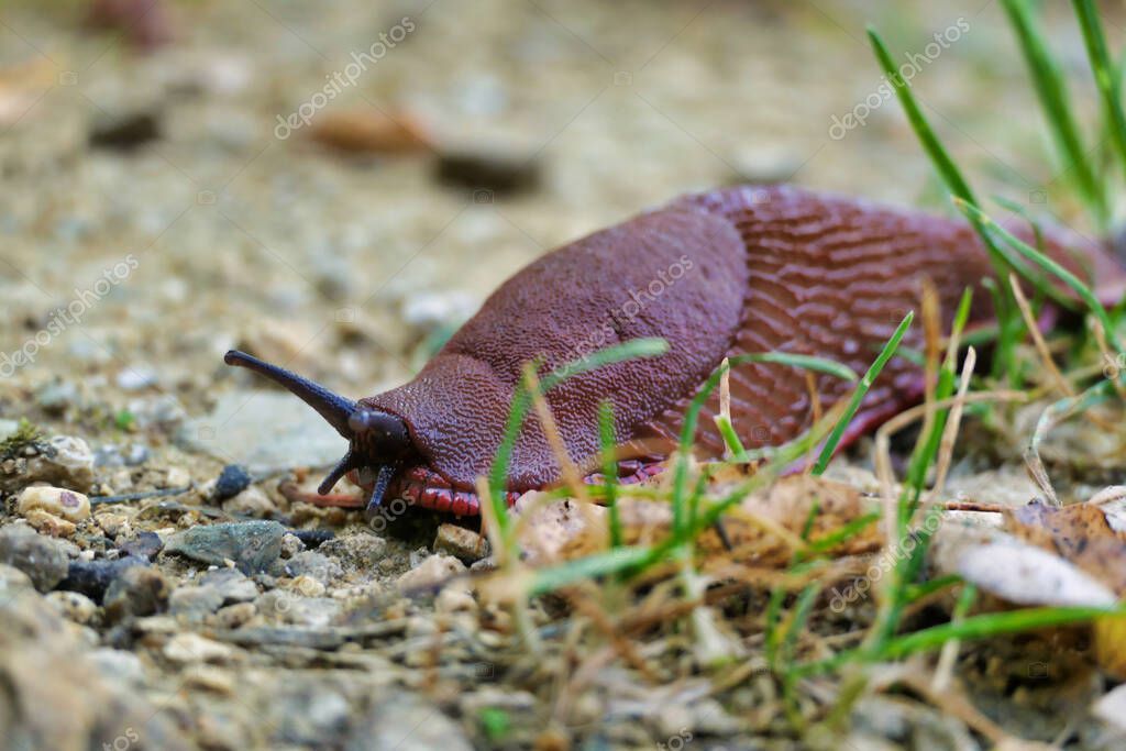European red slug aka Chocolate arion (Arion rufus) arrastrándose por ...