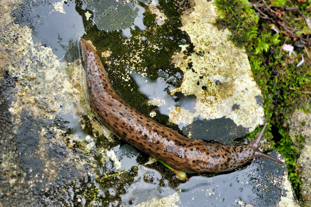Babosa de leopardo (Limax maximus) arrastrándose a través de un charco a lo largo de una terraza ...