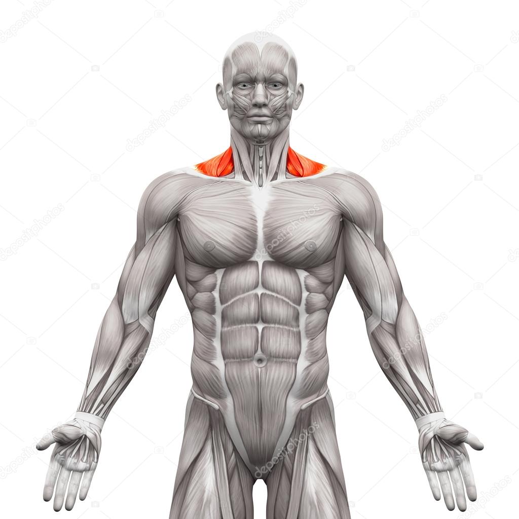 Neck And Shoulder Muscles Front