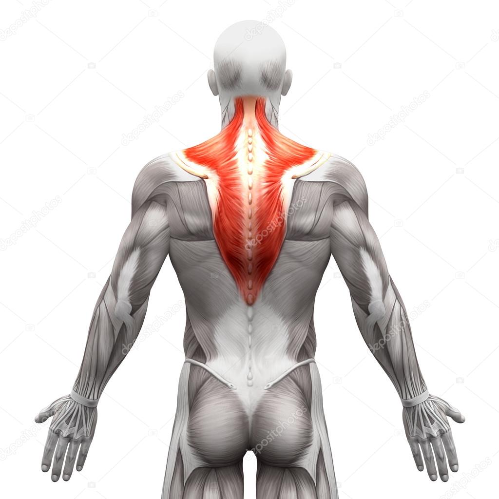 Trapezius spier-anatomie spieren geïsoleerd op wit-3D illust ⬇ Stockfoto, rechtenvrije foto door ...
