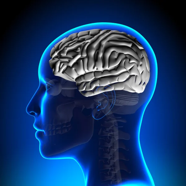 Female Hippocampus Brain Anatomy - blue concept Stock Photo by ...