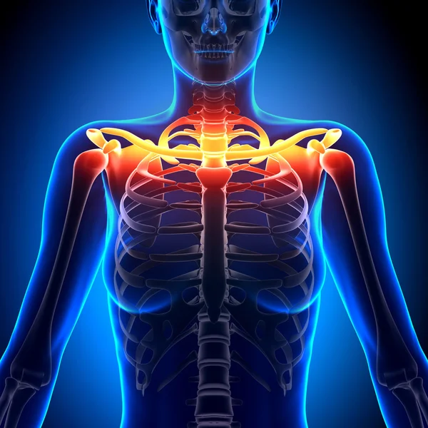 Clavicle Bone Anatomy - Anatomy Bones — Stock Photo © decade3d #28193053