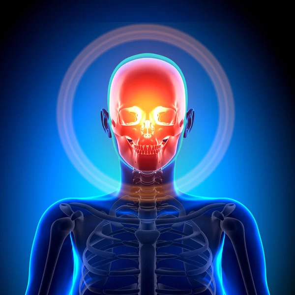 Female skull Stock Photos, Royalty Free Female skull Images | Depositphotos