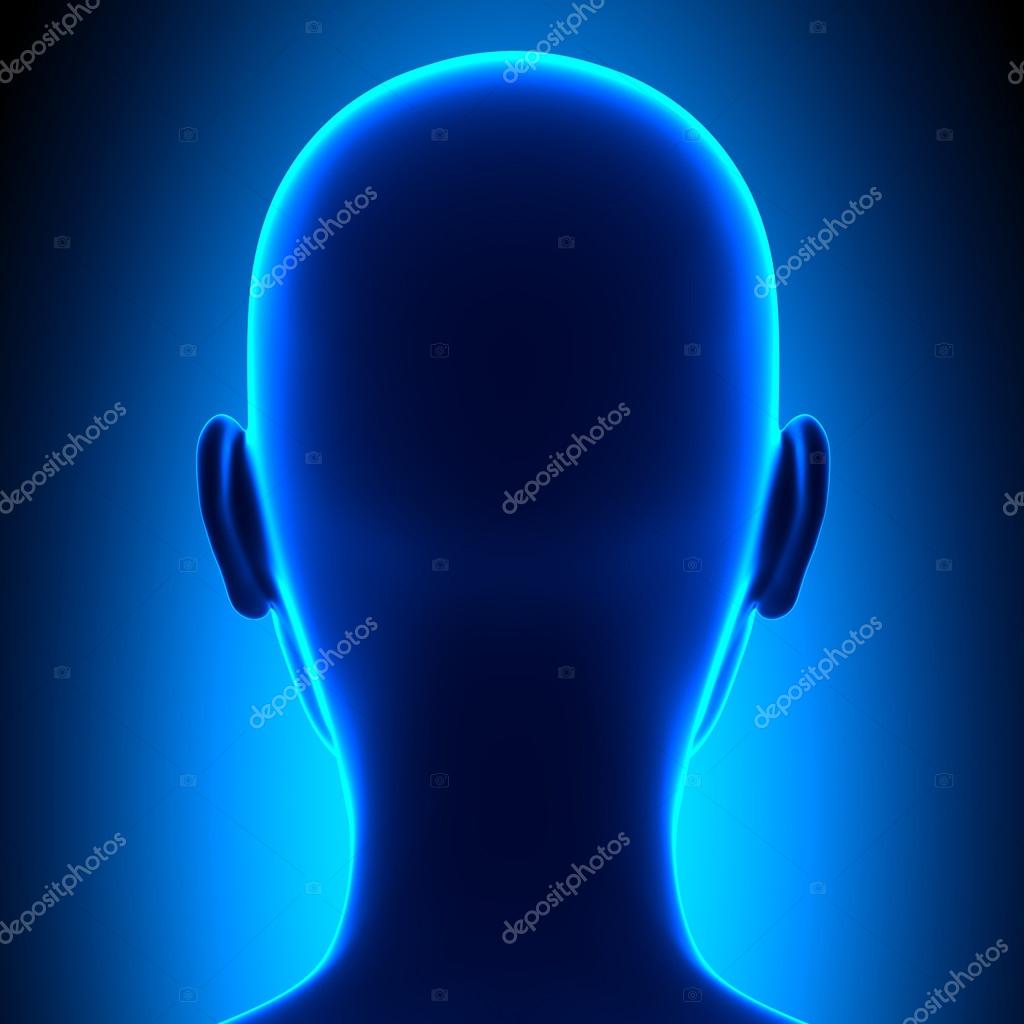 Back Female Head Anatomy Stock Photo by ©decade3d 58732915