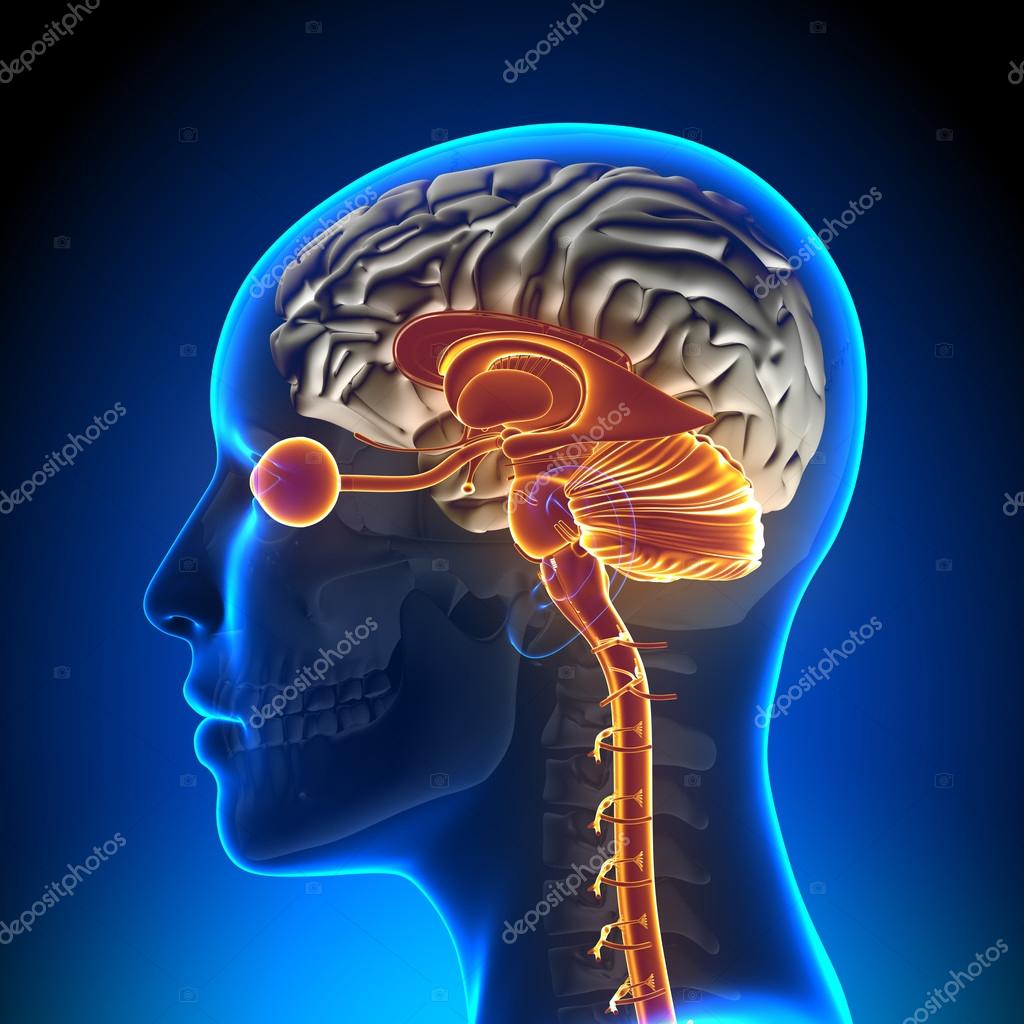 Hersenstam, Cerebellum, optische zenuw, vrouwelijke hersenen anatomie ...