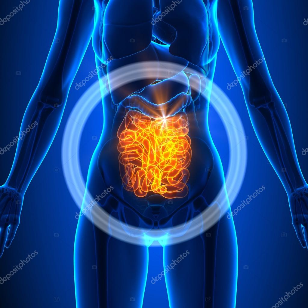 Small Intestine - Female Organs - Human Anatomy Stock Photo by ...