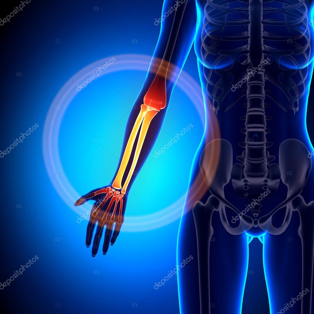 Radio femenino, Ulna - Antebrazo - Huesos de anatomía — Foto de stock ...