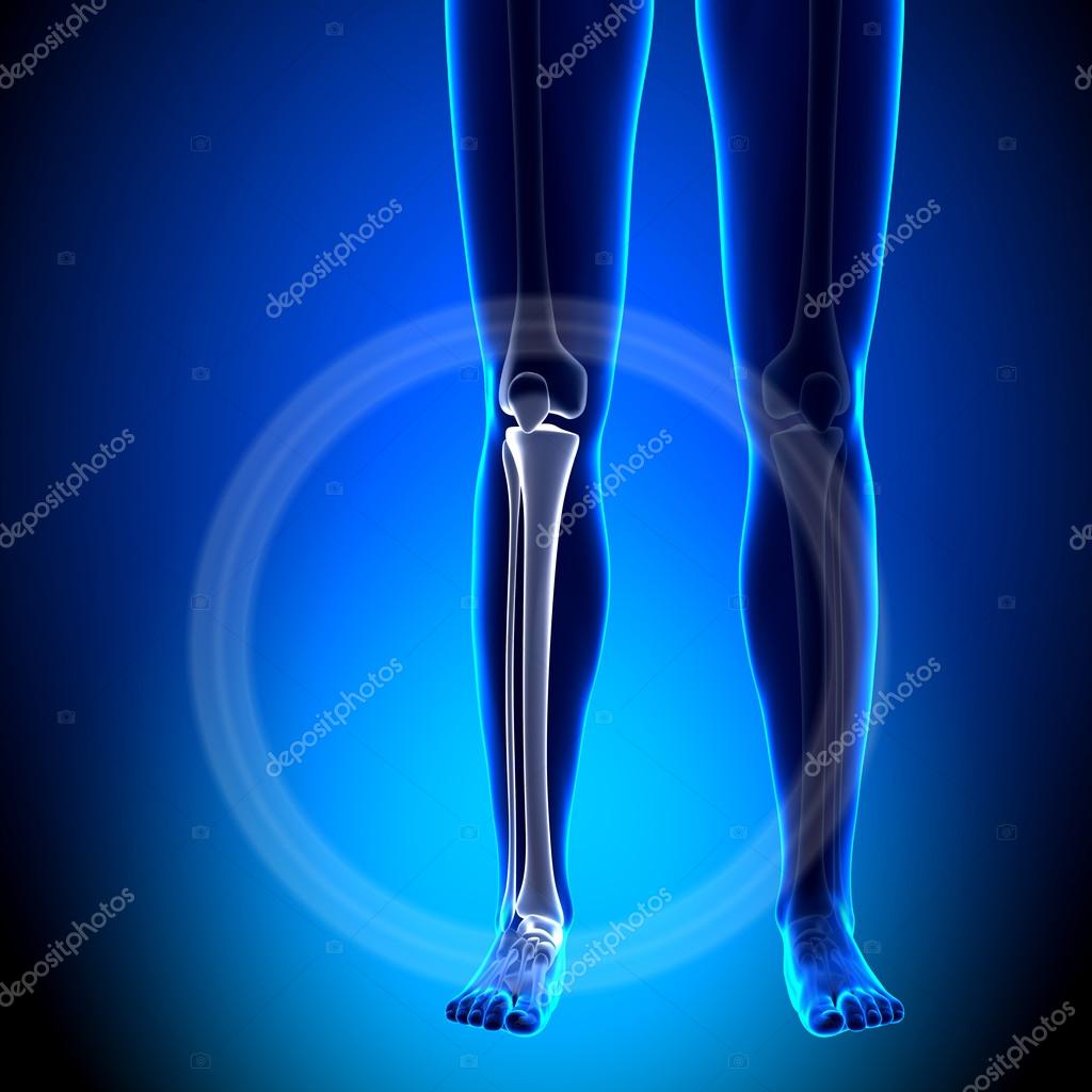 Tibia femenina, Fibula - Huesos de anatomía: fotografía de stock ...