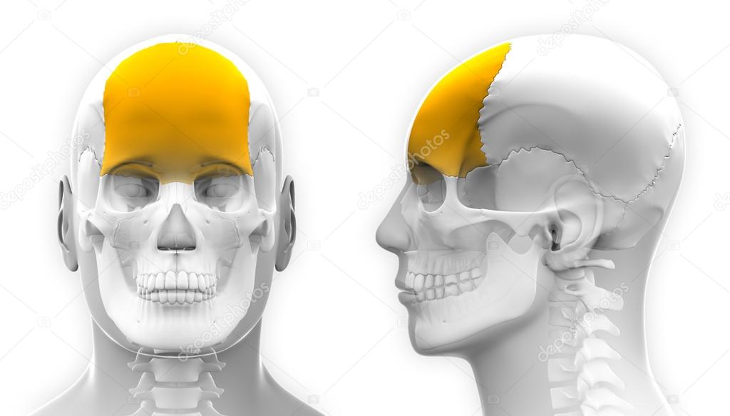 Male Frontal Bone Skull Anatomy - isolated on white — Stock Photo ...