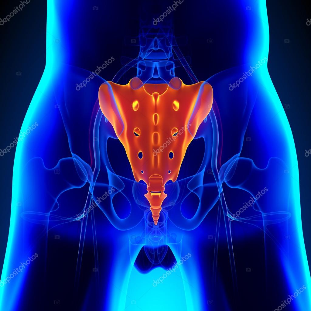 Sacro Coccix Anatomía ósea con sistema culinario Ilustración de stock ...