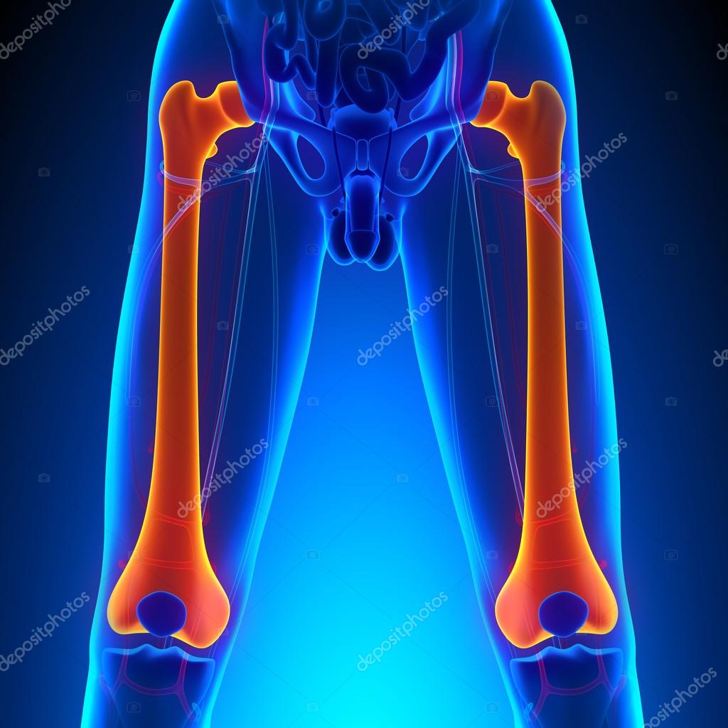 Anatomia do osso fêmur com sistema circulatório — Stock Photo ...