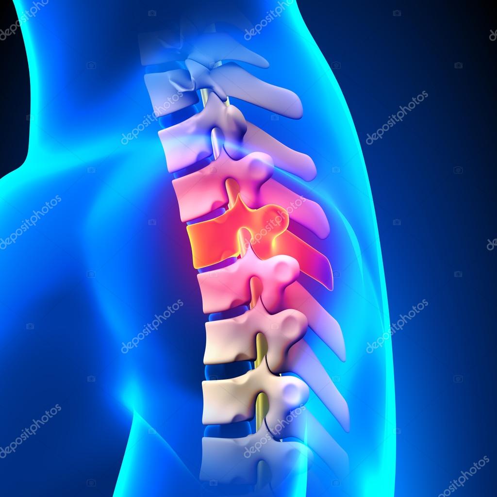 T3 Disc - Thoracic Spine Anatomy — Stock Photo © decade3d #64689039