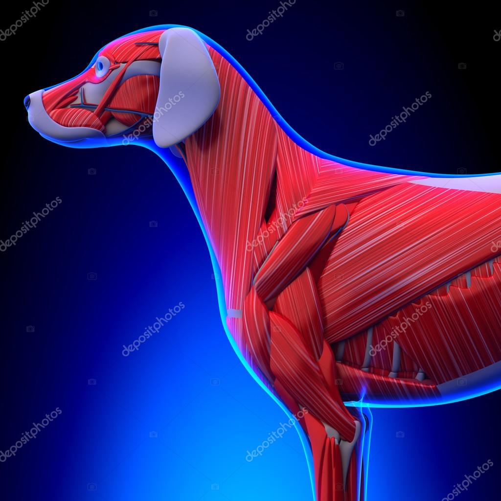 Anatomía de los músculos del perro - Anatomía de los músculos del perro ...