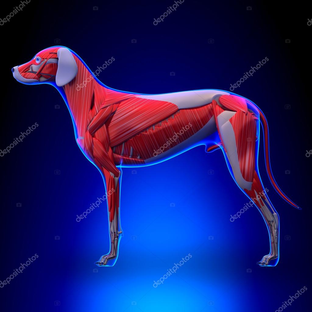 Pes svaly anatomie - svalový systém psa Stock ilustrace ©decade3d #65531301