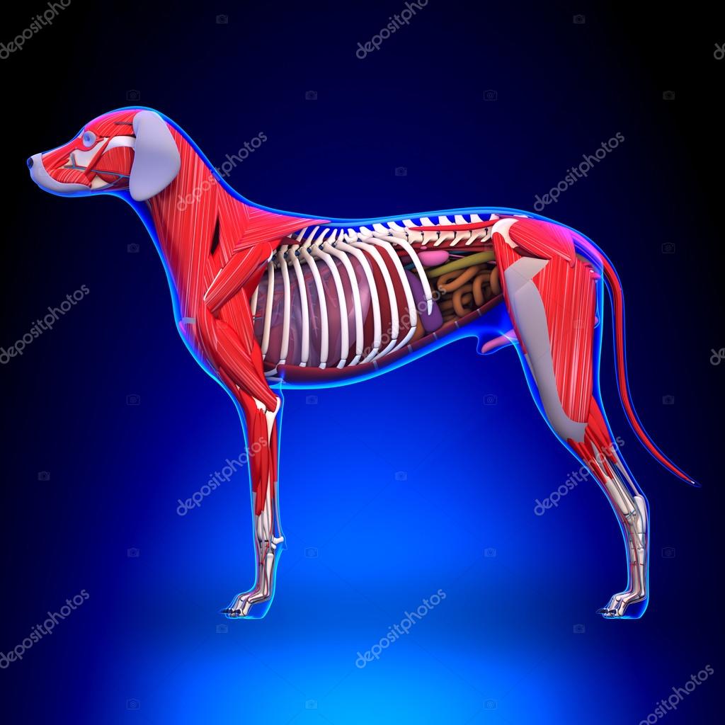 Anatomía de órganos internos del perro - Anatomía de un órgano interno ...