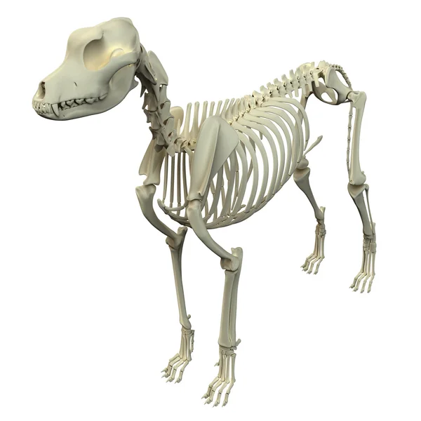 Dog Skeleton Front