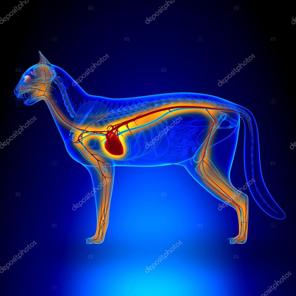 Cat Heart - Anatomy of Circulatory System Stock Photo by ©decade3d 71346925