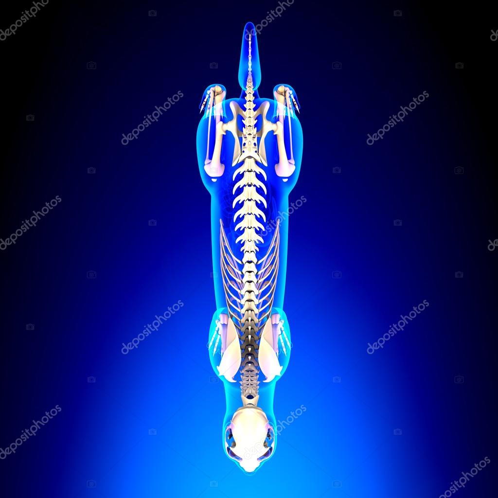 Cat skeleton top view | Cat Skeleton Anatomy - Anatomy of a Cat ... Cat skeleton top view | Cat Skeleton Anatomy - Anatomy of a Cat ...