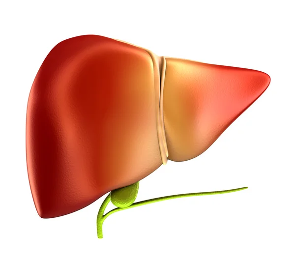 Healthy liver Stock Photos, Royalty Free Healthy liver Images ...