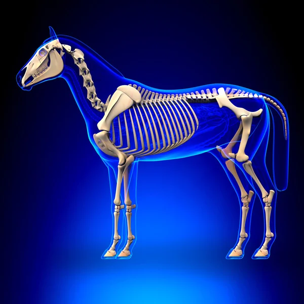 Skeletal System Of A Horse