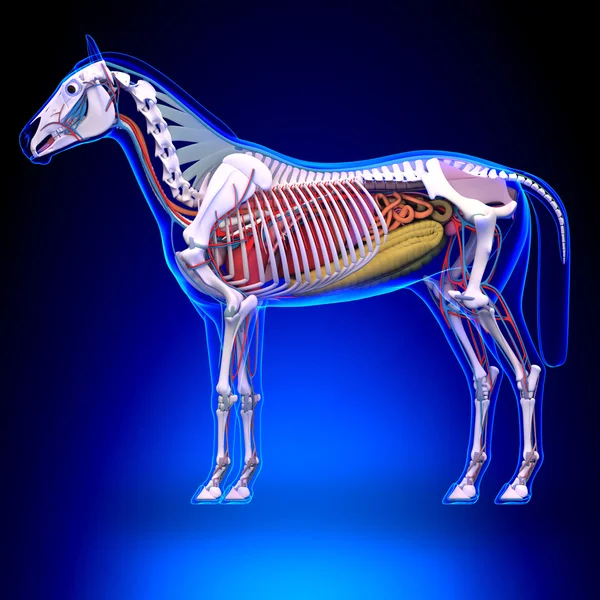 Horse anatomy Stock Photos, Royalty Free Horse anatomy Images ...