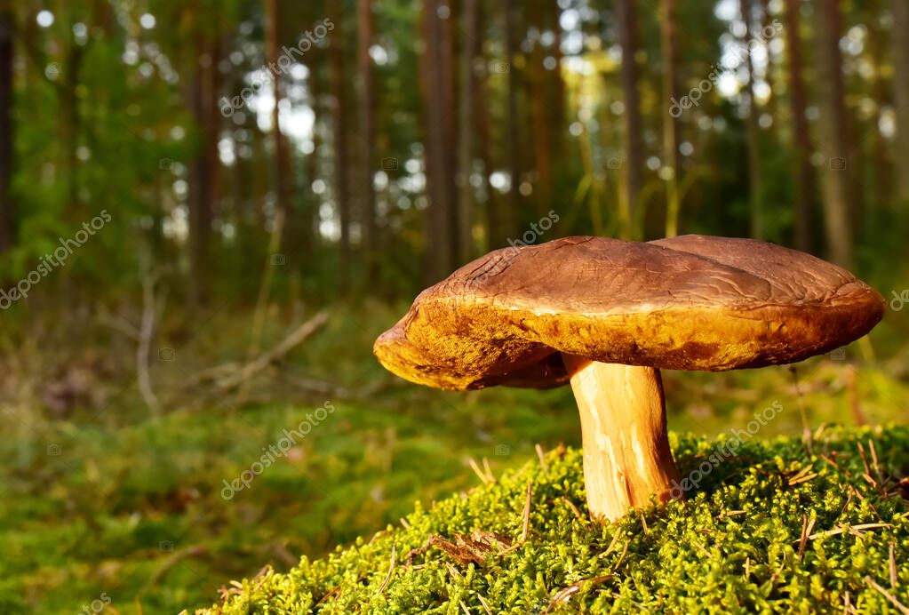 Porcini Cep White Mushroom King (Boletus Pinophilus) El micelio crece ...