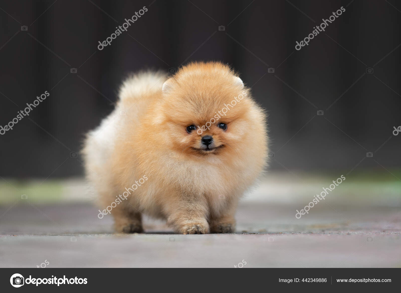 Pomeranian Red