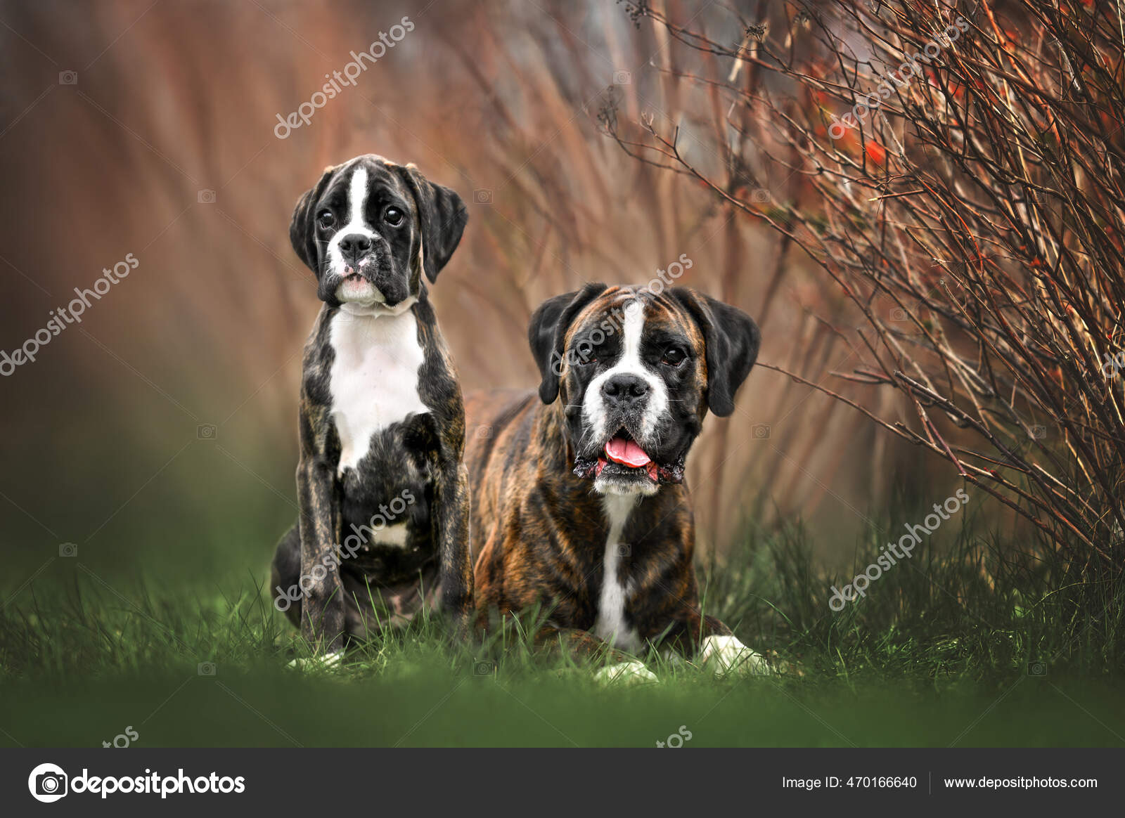 Perros Boxer Atigrados