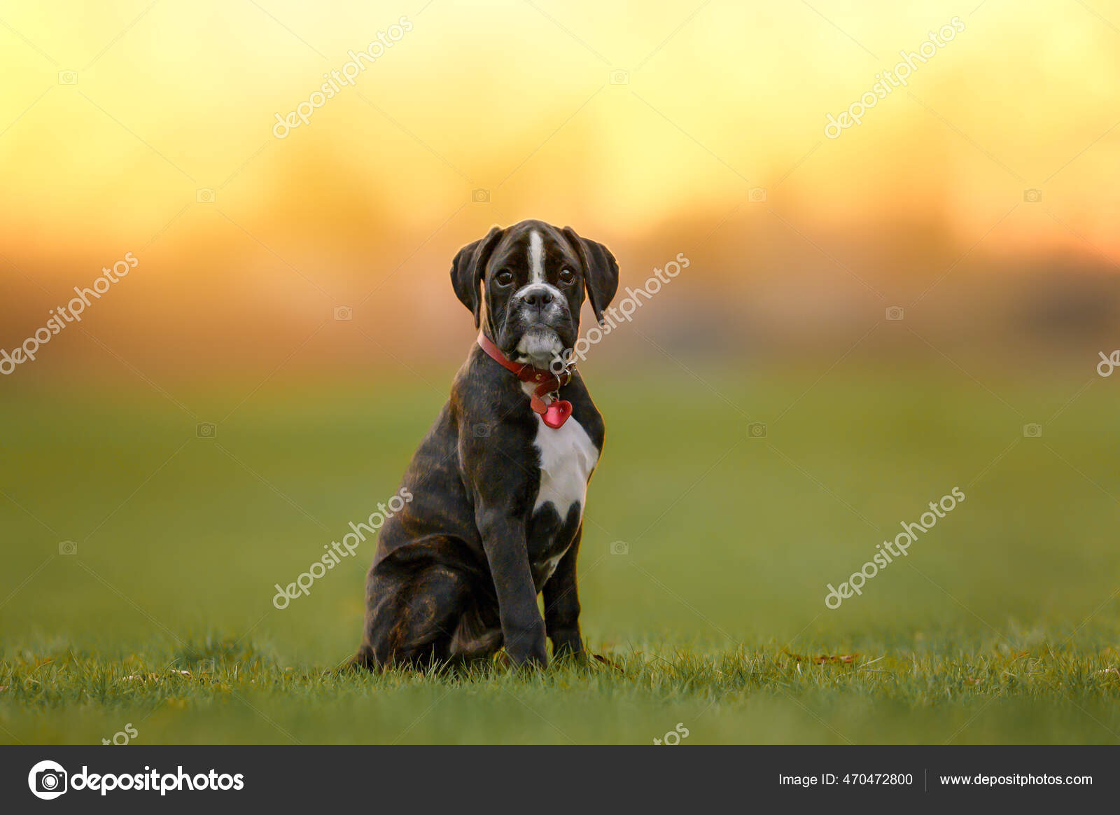 Red Boxer Puppy