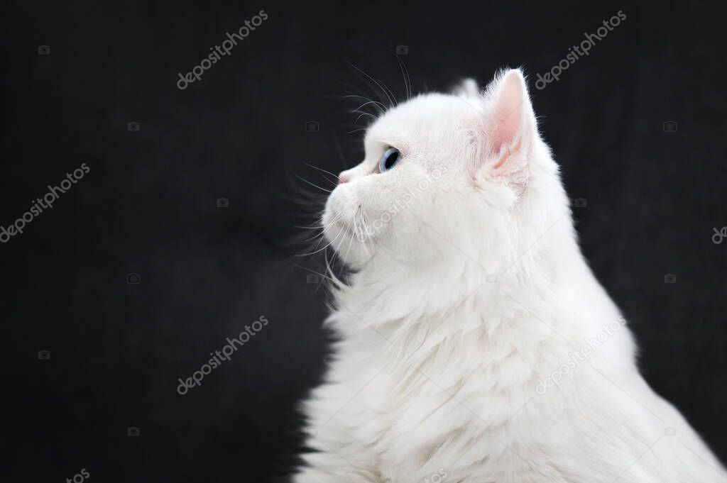Gato Blanco Esponjoso Con Ojos Azules
