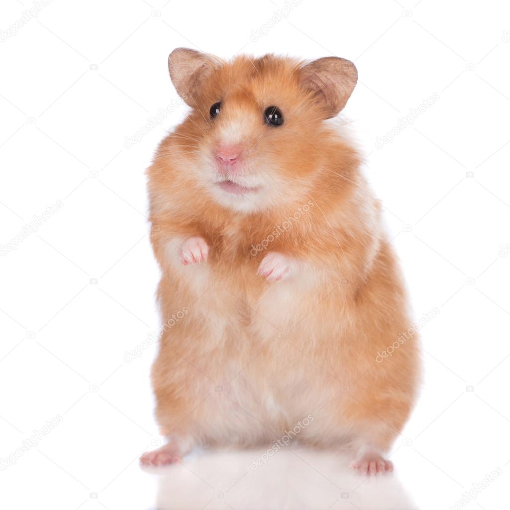 Cute Syrian Hamster