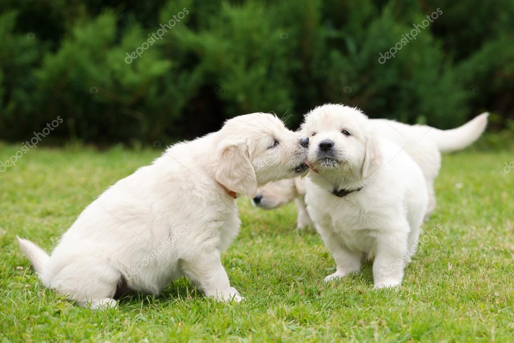 Cute Puppies Kissing