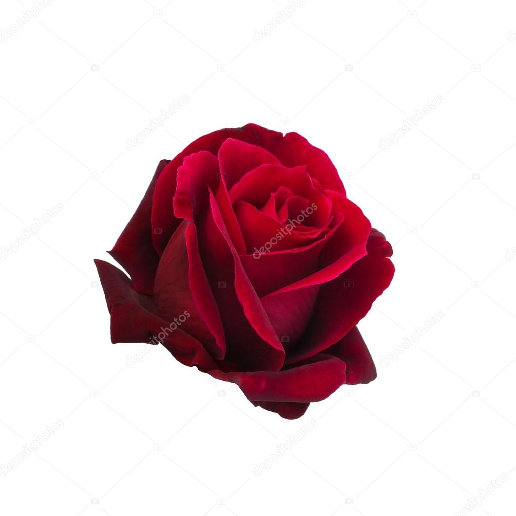 Dark red rose Stock Photo by ©Likka 78887716