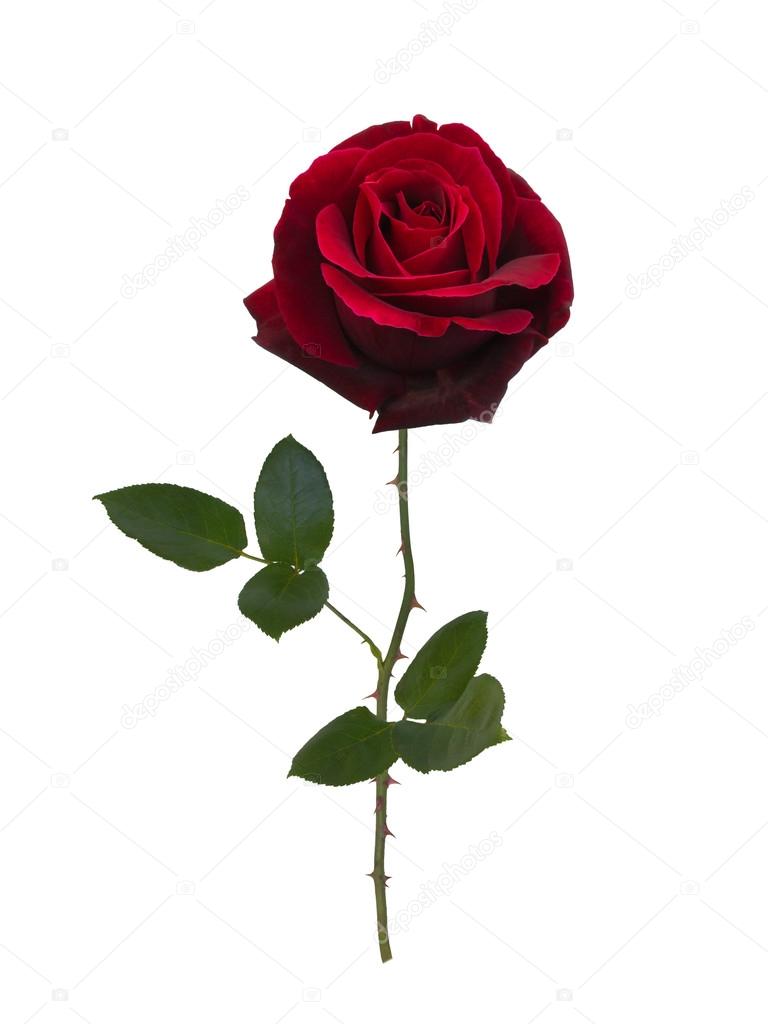 Dark red rose Stock Photo by ©Likka 88643026