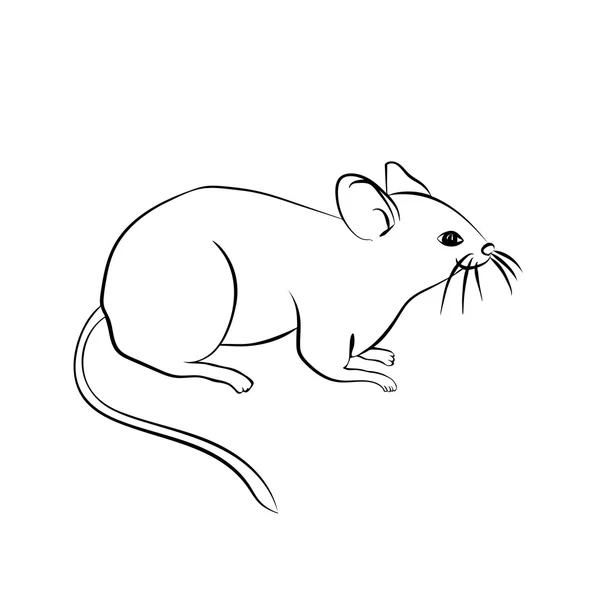 House mouse drawing home parasite Stock Vector Image by ©AnnaSuchkova ...