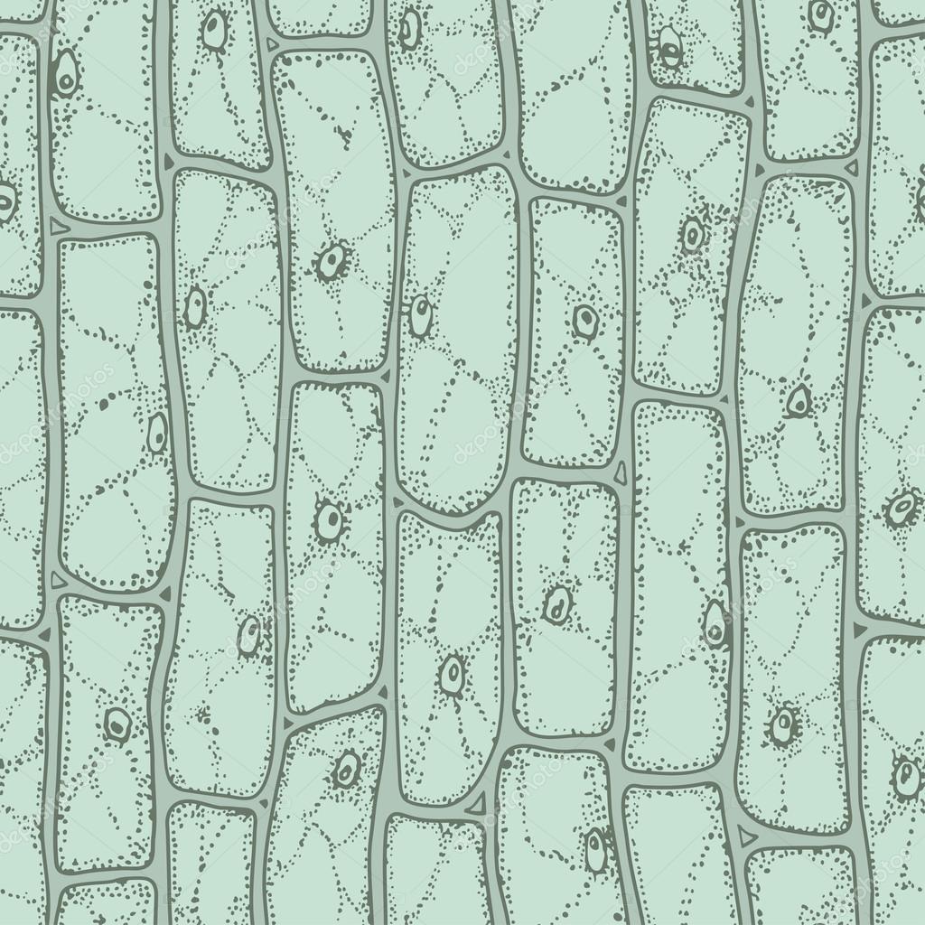 Plant cell pattern — Stock Vector © daseugen #59903337