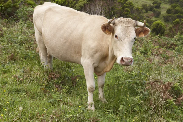 Cow port images libres de droit, photos de Cow port | Depositphotos