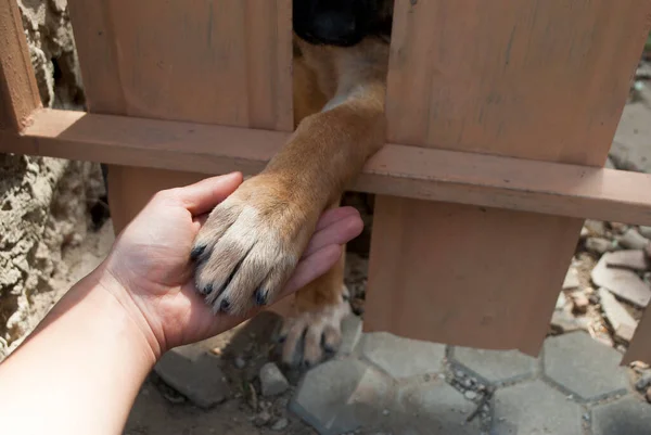 Dog rescue Stock Photos, Royalty Free Dog rescue Images | Depositphotos