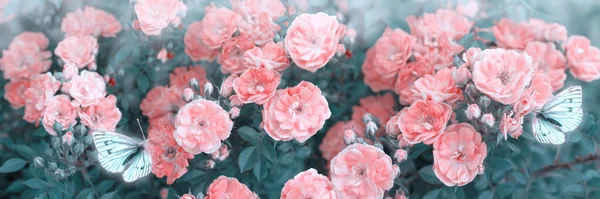 Tumblr Headers Floral